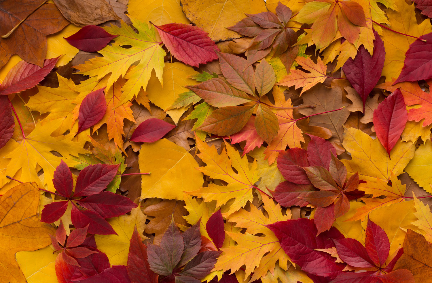 ABC der Herbst - Wörter - Agropha GmbH