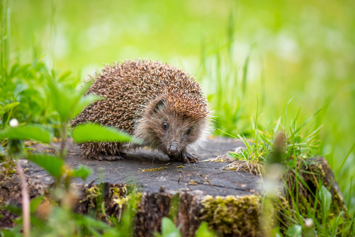 ABC der Herbst - Wörter - Agropha GmbH