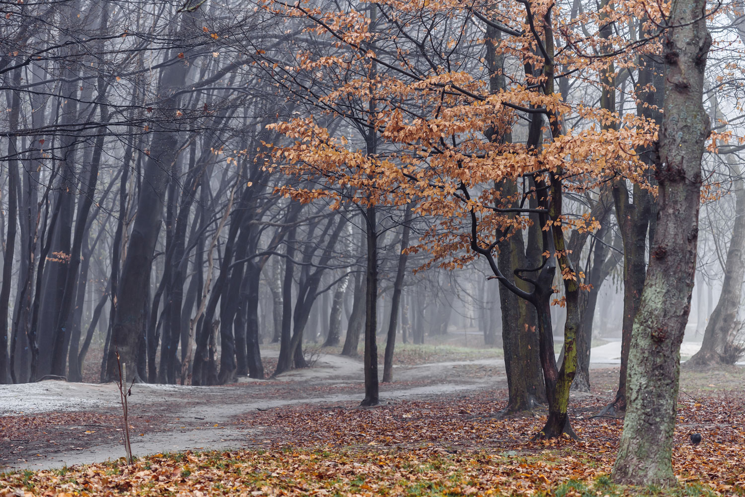 ABC der Herbst - Wörter - Agropha GmbH
